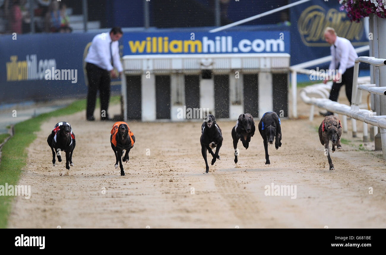 Greyhound Racing - William Hill Derby - Final - Wimbledon Stadium Stock ...