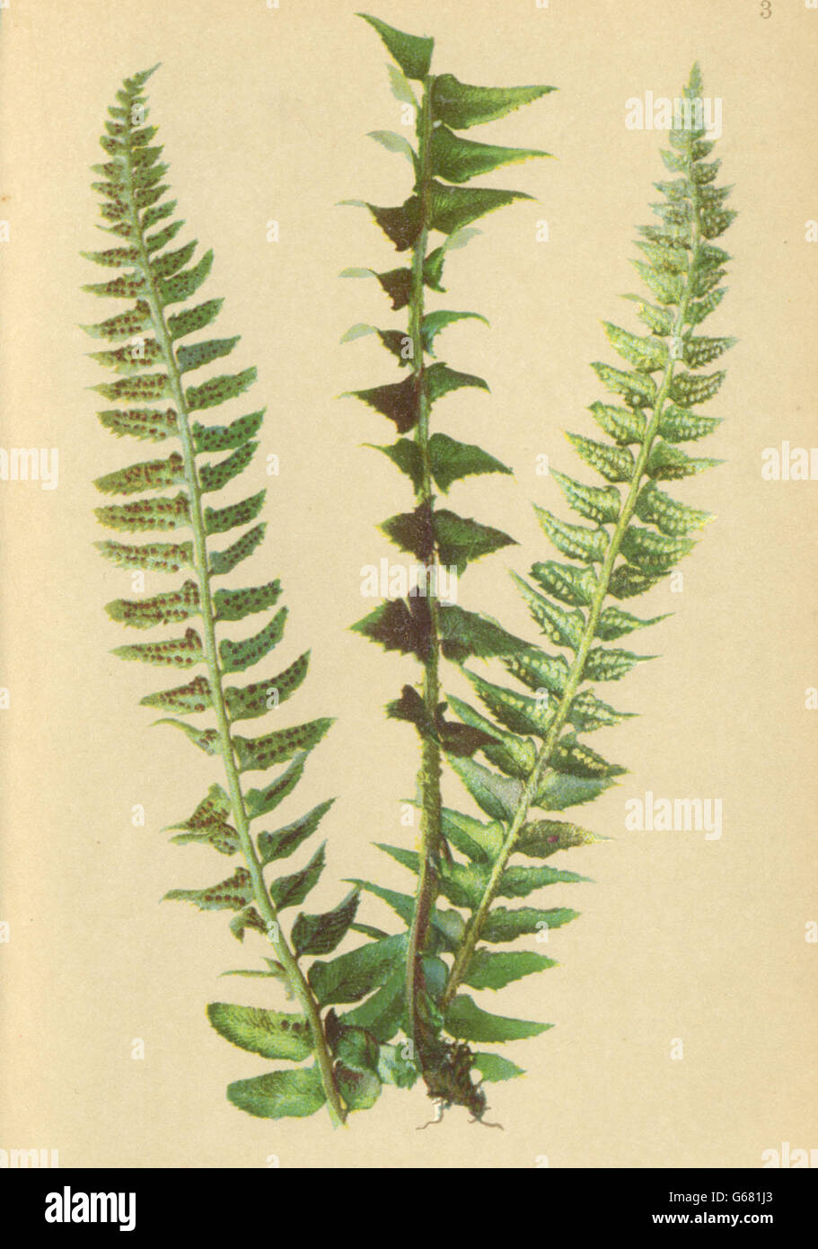 ALPENFLORA ALPINE FLOWERS: Aspidium Lonchitis (L) Sw-Sichelfarn, print ...