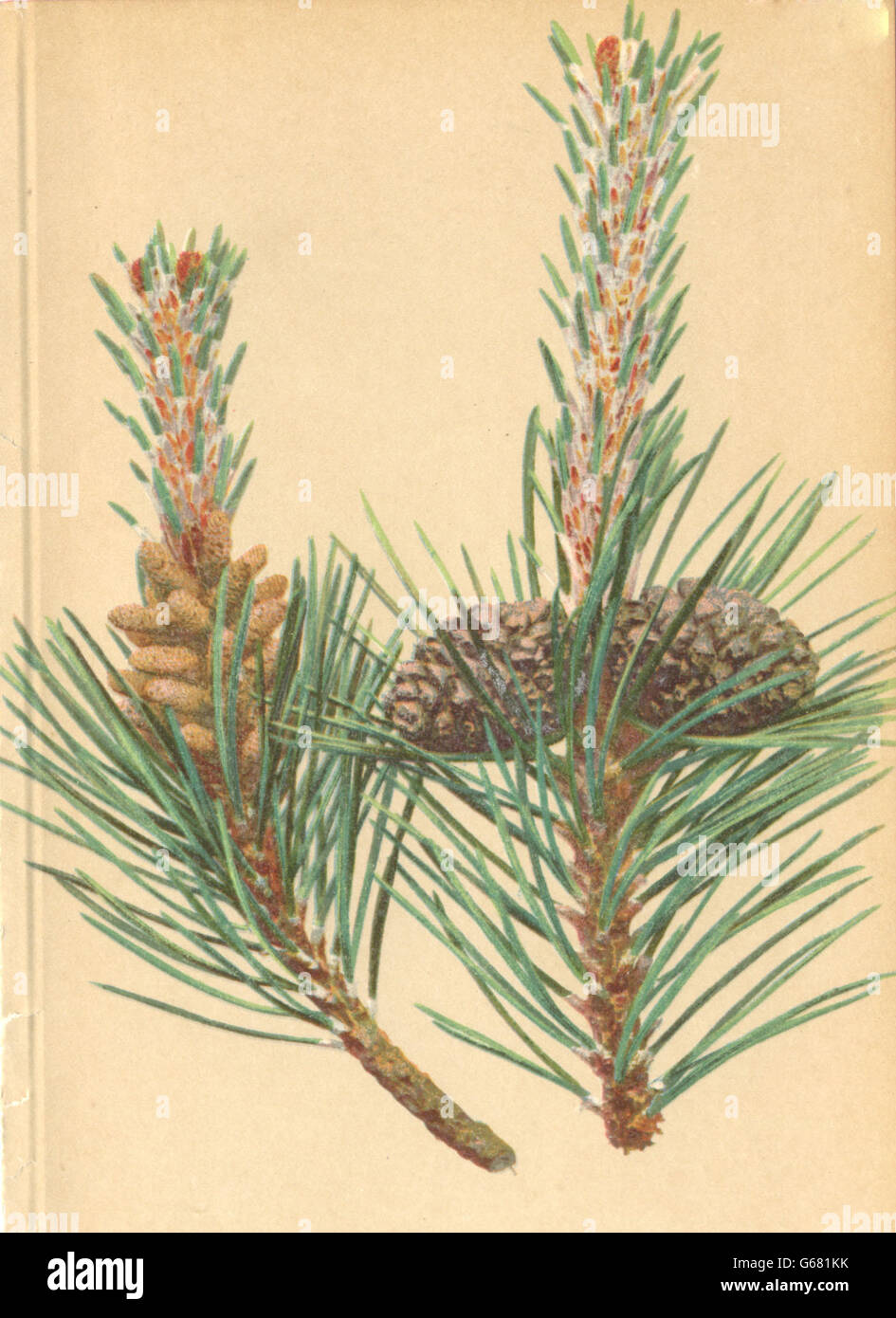 ALPENFLORA ALPINE FLOWERS: Pinus Montana Mill-Legföhre, Krummholz ...