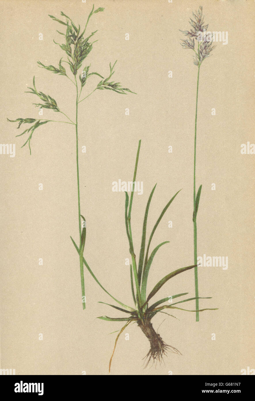 ALPENFLORA ALPINE FLOWERS: Poa alpina L-Alpen-Rispengras, antique print ...