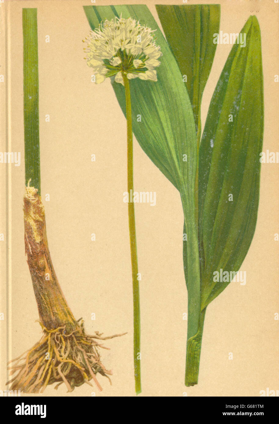 ALPENFLORA ALPINE FLOWERS: Allium Victorialis L-Allermannsharnisch ...