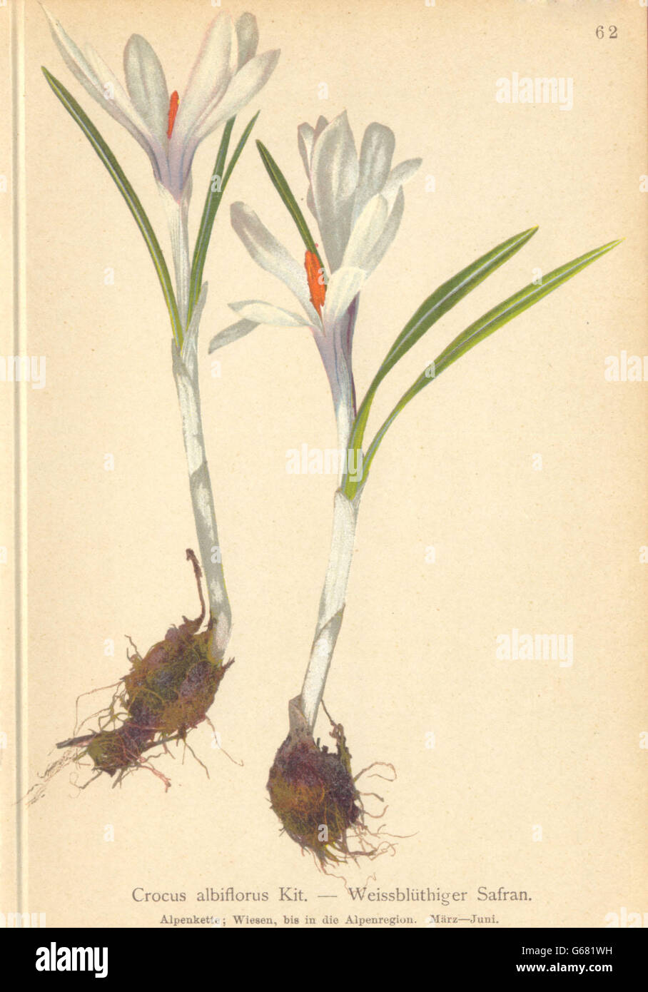 ALPENFLORA ALPINE FLOWERS: Crocus albiflorus Kit-Weissblüthiger Safran, 1897 Stock Photo - Alamy
