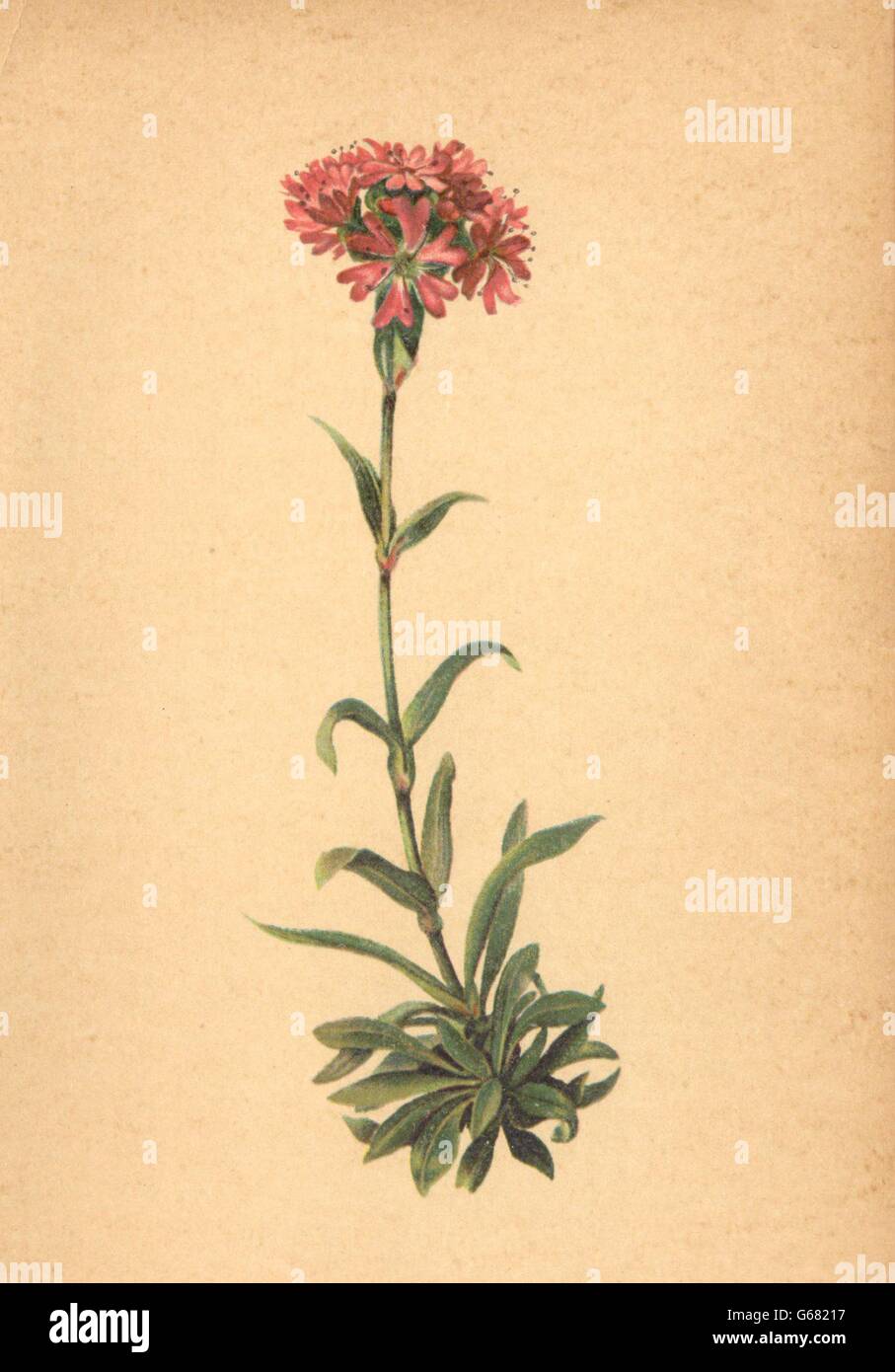 ALPENFLORA ALPINE FLOWERS: Viscaria alpina (L. ) Fr-Lichtnelke, old ...