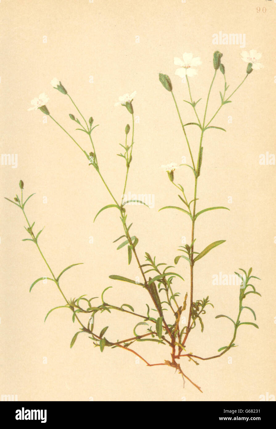 ALPENFLORA ALPINE FLOWERS: Heliosperma alpestre Rchb-Alpen-Strahlensame ...