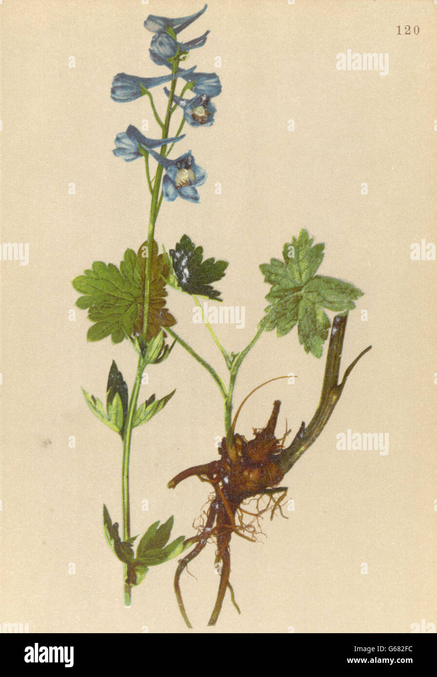 ALPENFLORA ALPINE FLOWERS: Delphinium elatum L-Hoher Rittersporn, print ...