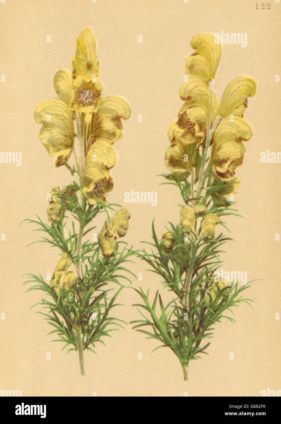 ALPENFLORA ALPINE FLOWERS: Aconitum Anthora L-Giftheil-Eisenhut, print ...