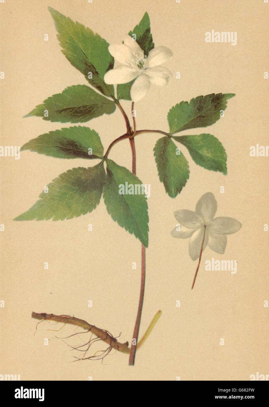 ALPENFLORA ALPINE FLOWERS: Anemone trifolia L-Dreiblättriges ...