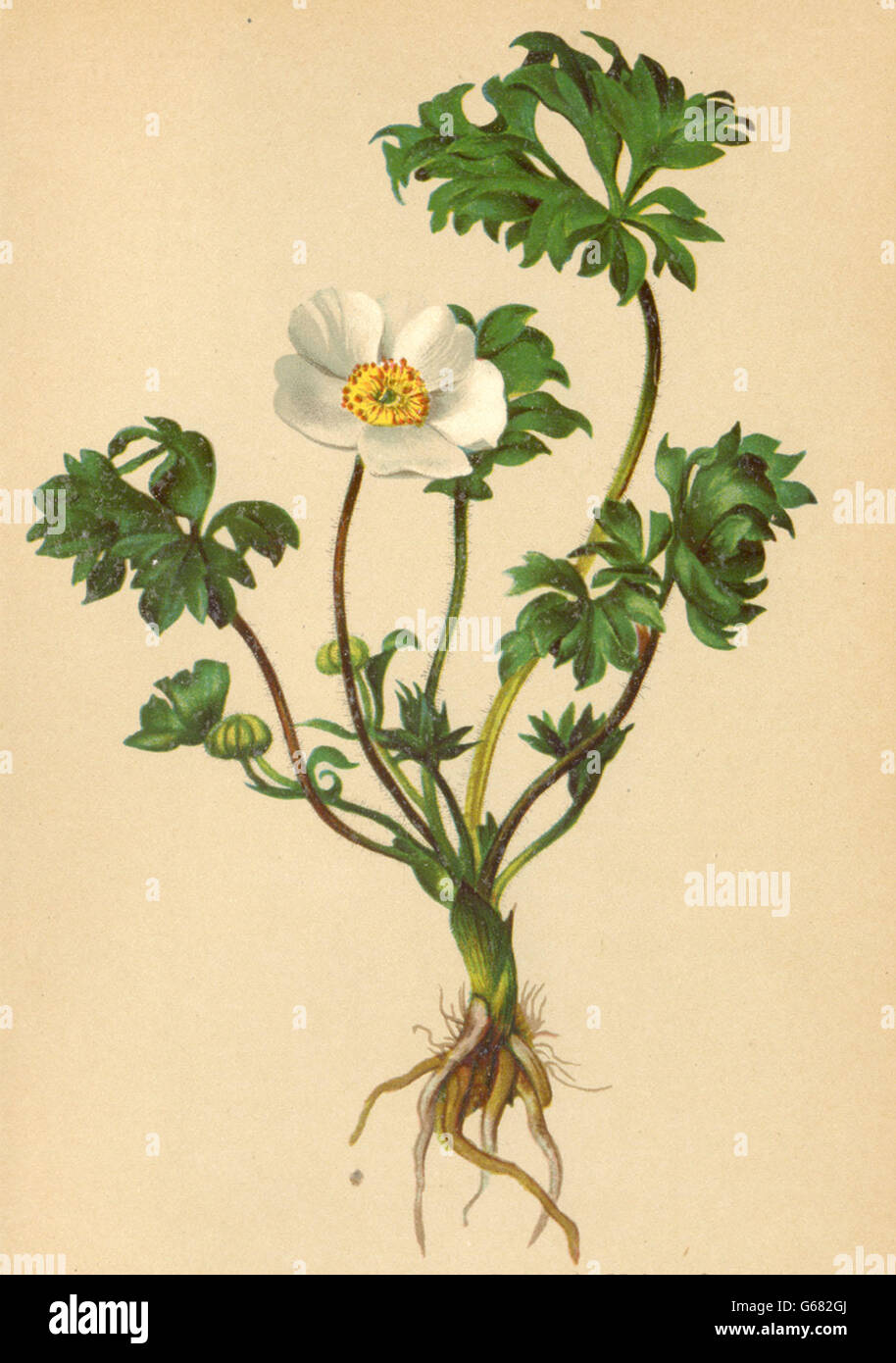 Ranunculus seguieri hi-res stock photography and images - Alamy