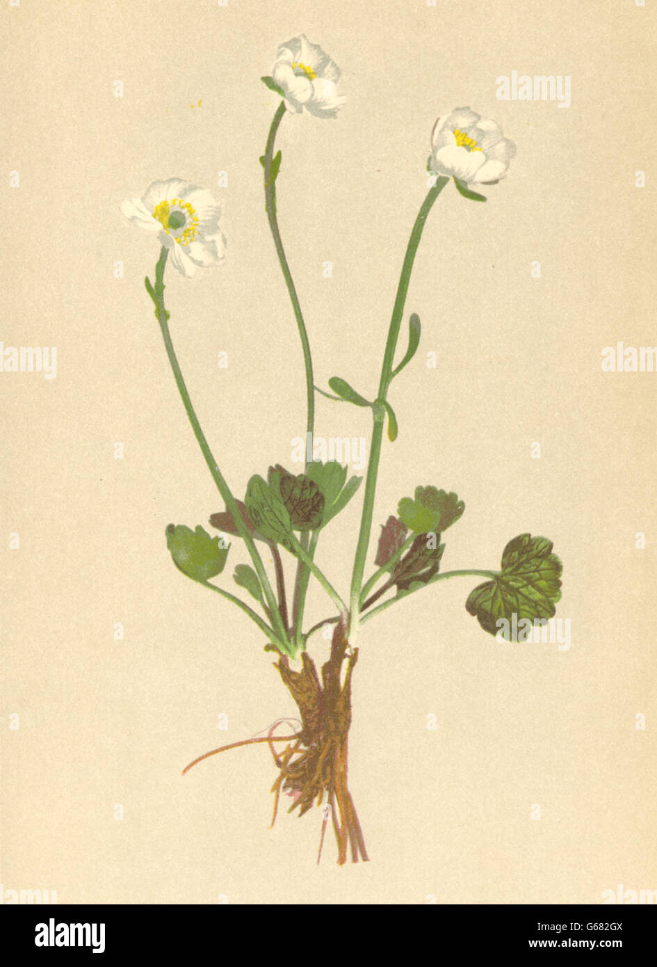 ALPENFLORA ALPINE FLOWERS: Ranunculus alpestris L-Alpen-Hahnenfuss ...