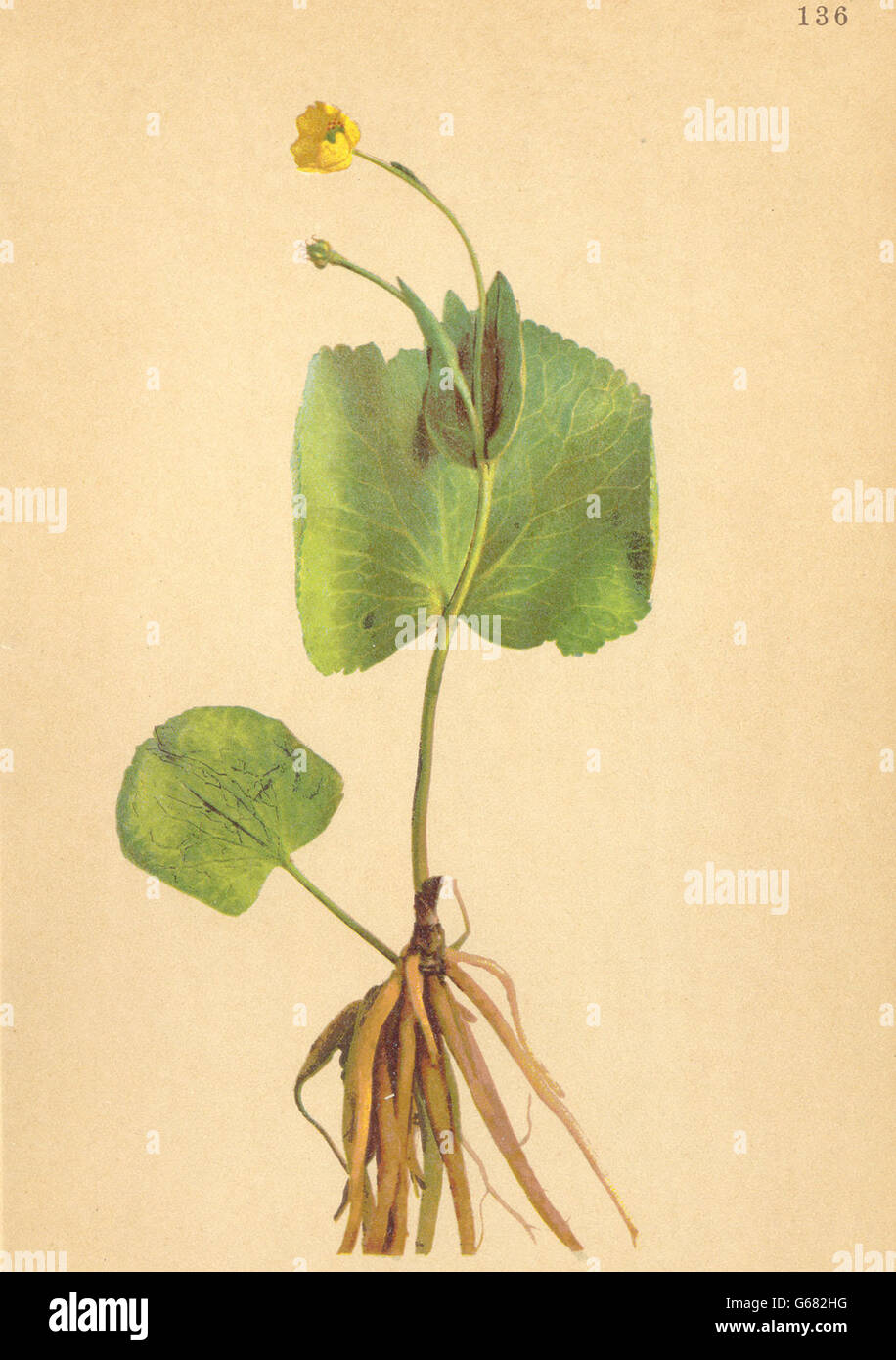 ALPENFLORA ALPINE FLOWERS: Ranunculus thora L-Giftiger Hahnenfuss ...