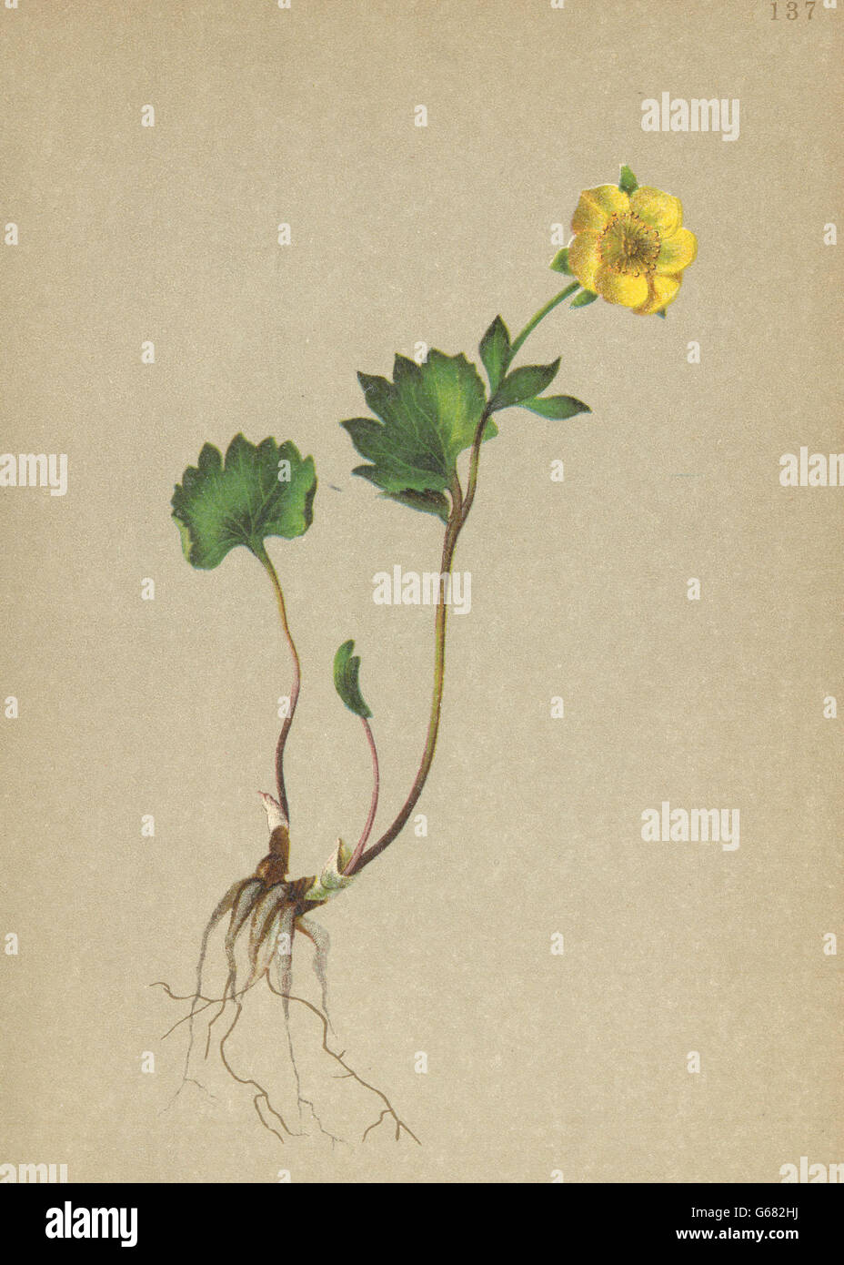 ALPENFLORA ALPINE FLOWERS: Ranunculus pythora Crantz-Tödtlicher ...