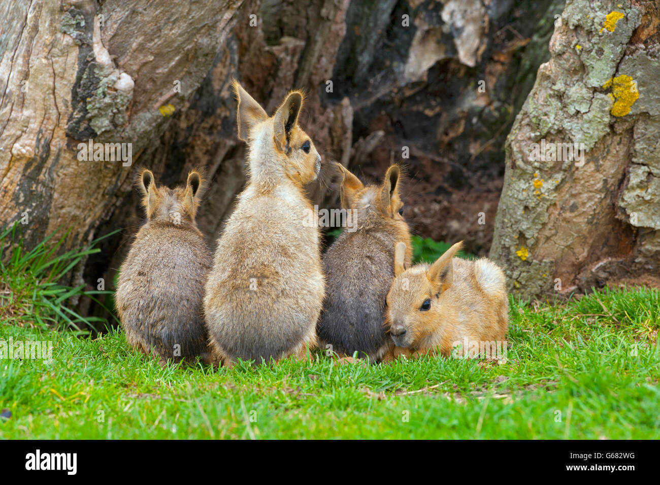 Patagonian hare or Patagonian Mara Dolichotis patagonian young brood ...