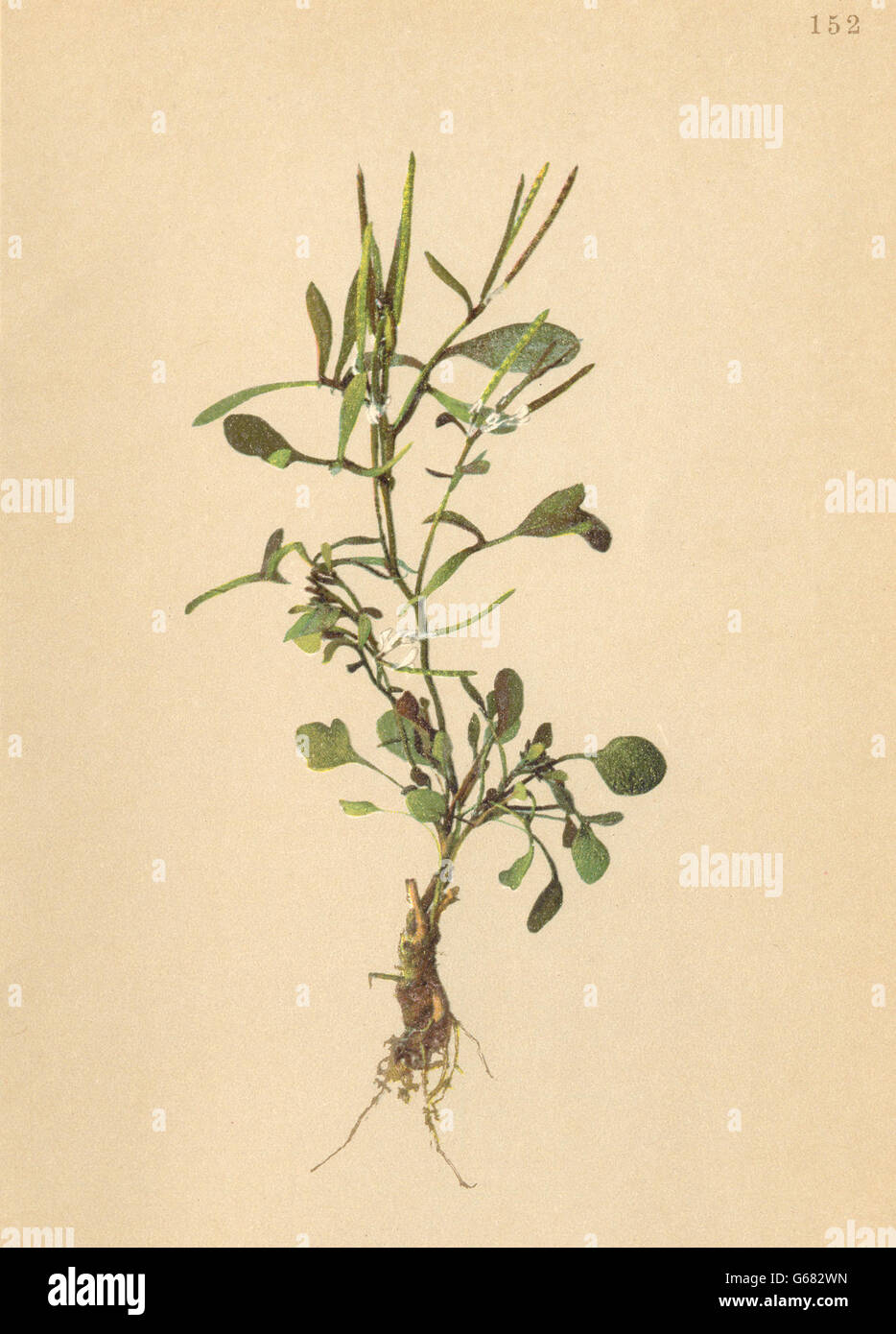 ALPINE FLOWERS: Cardamine resedifolia L-Resedenblättriges Schaumkraut ...