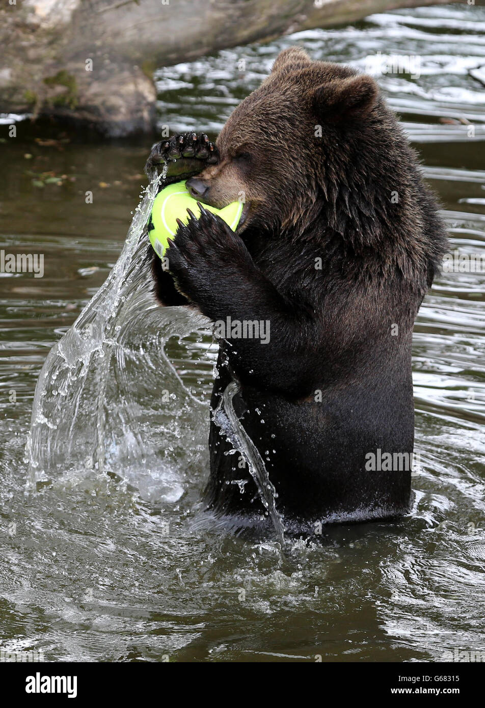 Loki the 18 month old brown bear plays with a giant tennis ball as ...