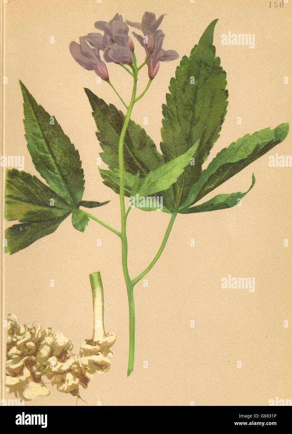 ALPENFLORA ALPINE FLOWERS:Dentaria digitata Lam-Gefingertblättrige ...