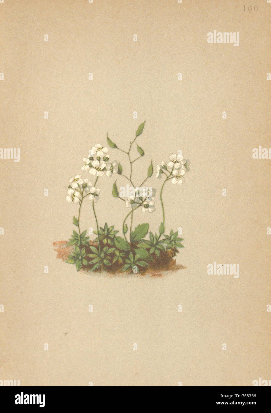 ALPENFLORA ALPINE FLOWERS: Draba stellata Jacq-Sternhaariges ...