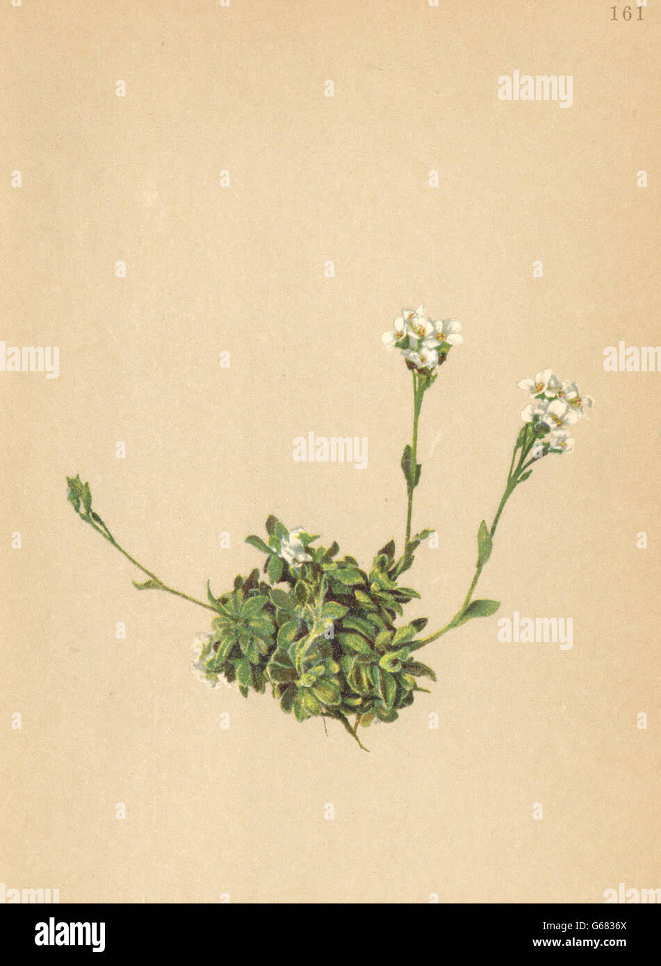 ALPENFLORA ALPINE FLOWERS: Draba tomentosa Wahlbg-Filziges ...