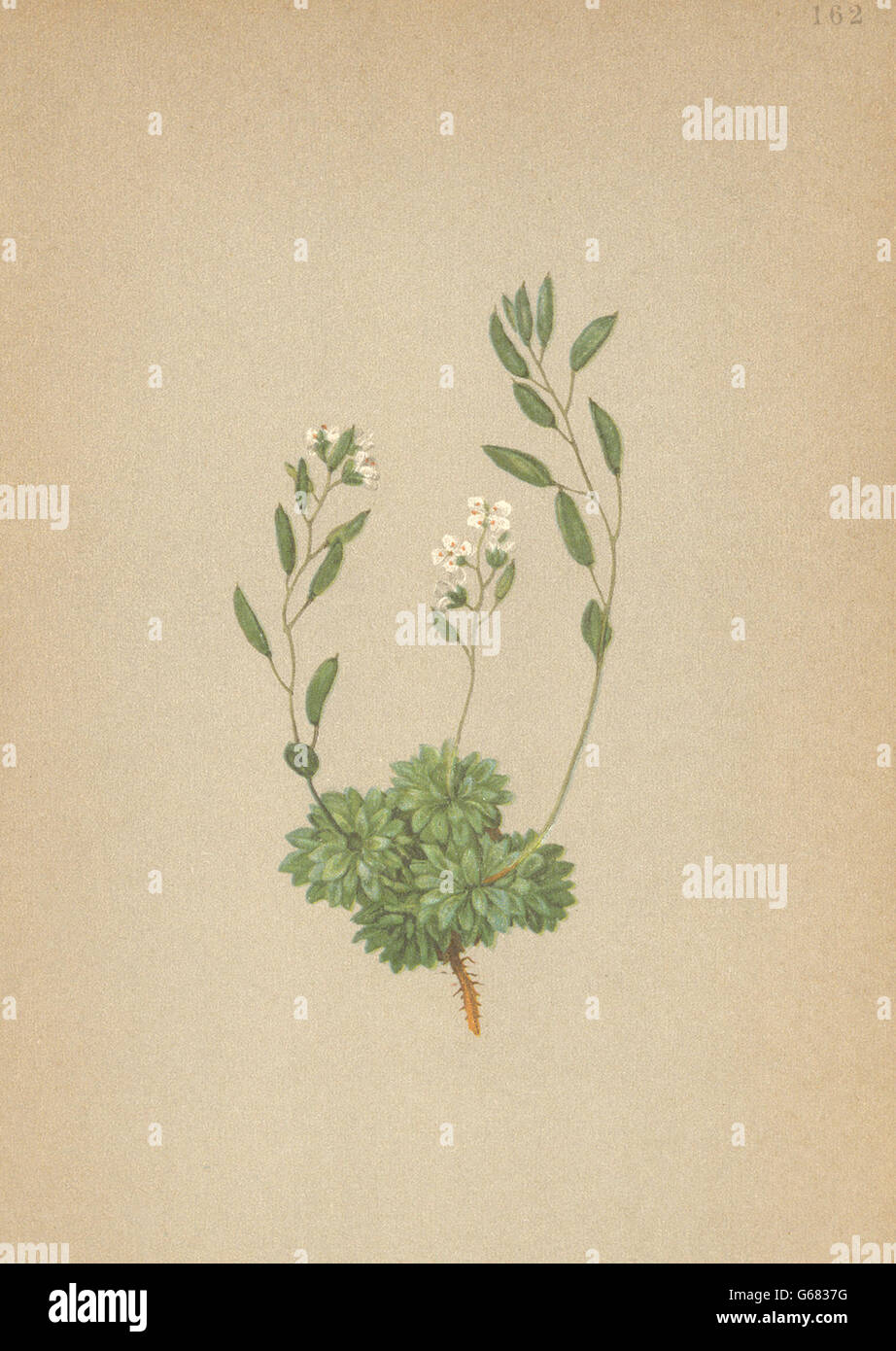 ALPENFLORA ALPINE FLOWERS: Draba frigida Saut-Kälteliebendes ...