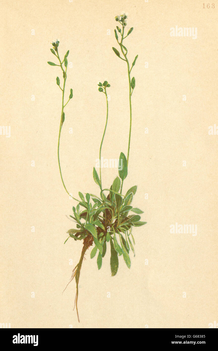 ALPENFLORA ALPINE FLOWERS: Draba carinthiaca Hoppe-Kärntner ...