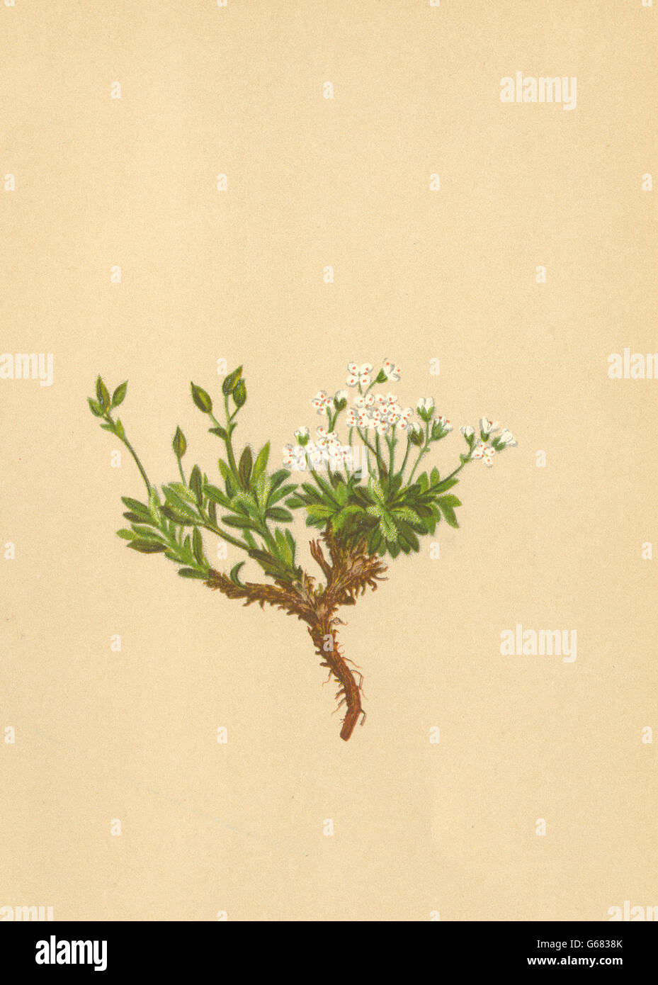 ALPENFLORA ALPINE FLOWERS: Draba fladnizensis Wulf-Fladnizer ...