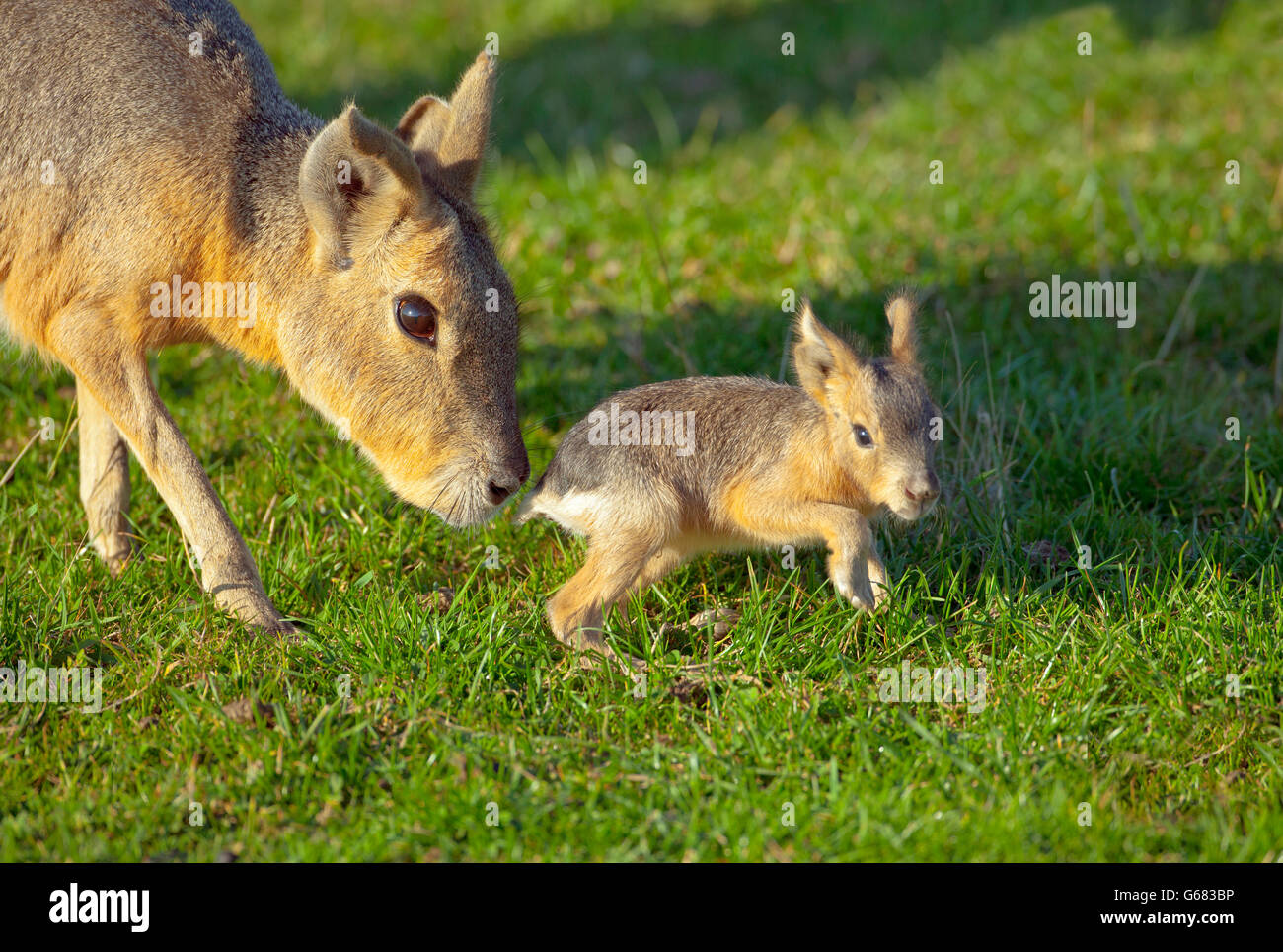 Patagonian hare or Patagonian Mara Dolichotis patagonian adult female ...