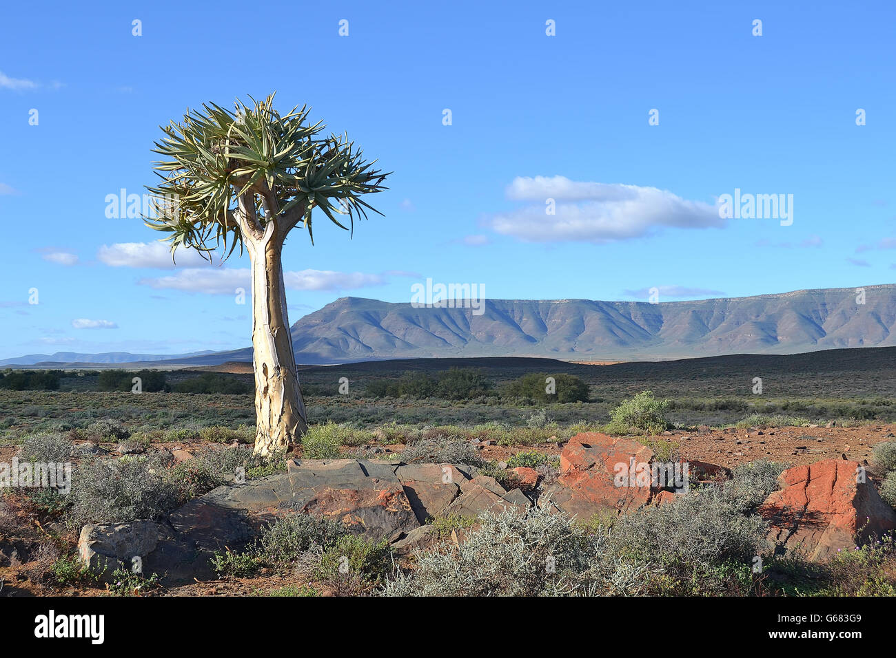 South africa tree trees water hi-res stock photography and images - Alamy