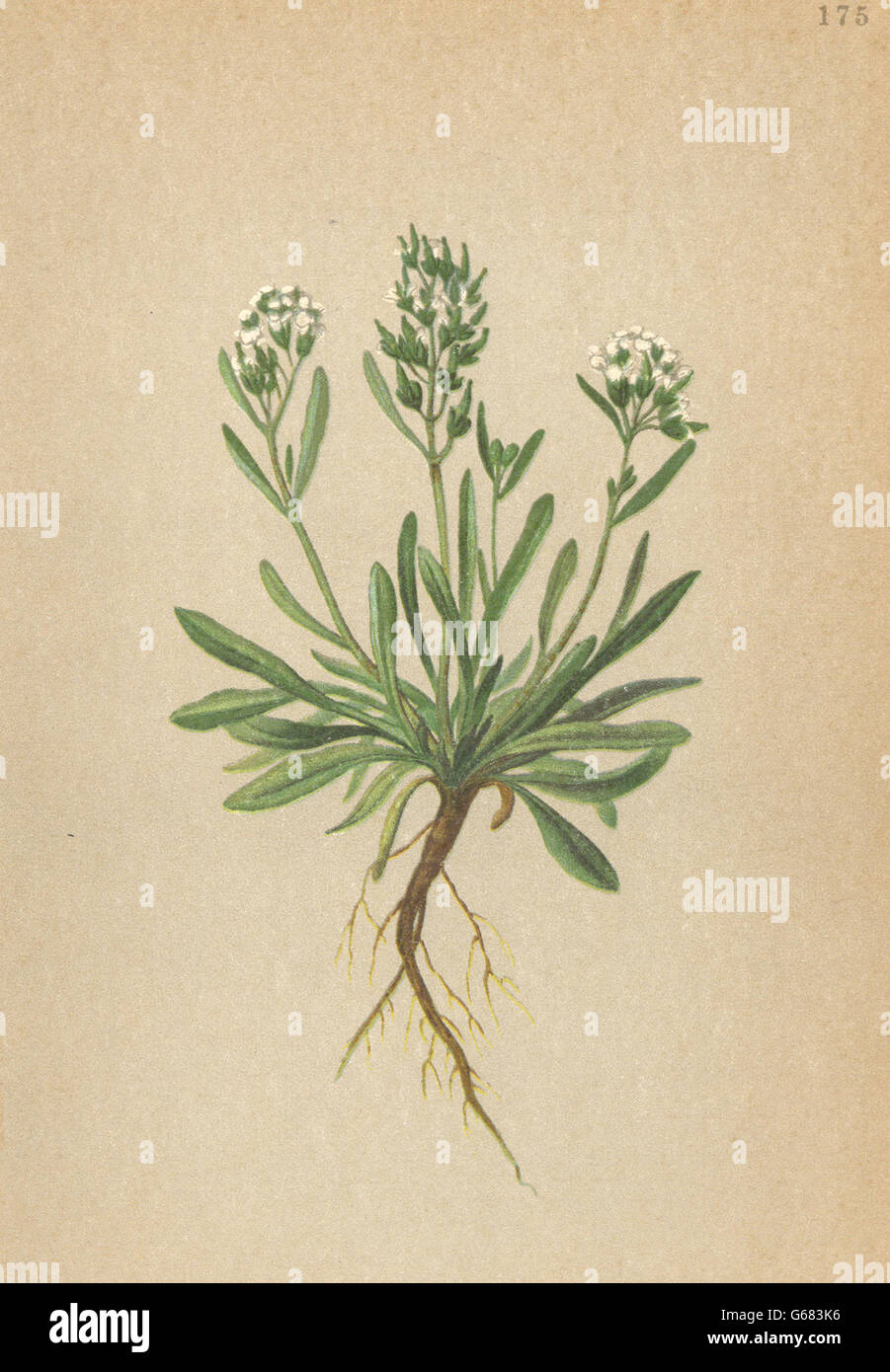 ALPENFLORA ALPINE FLOWERS: Braya alpina Sternb. Hoppe-Alpen ...