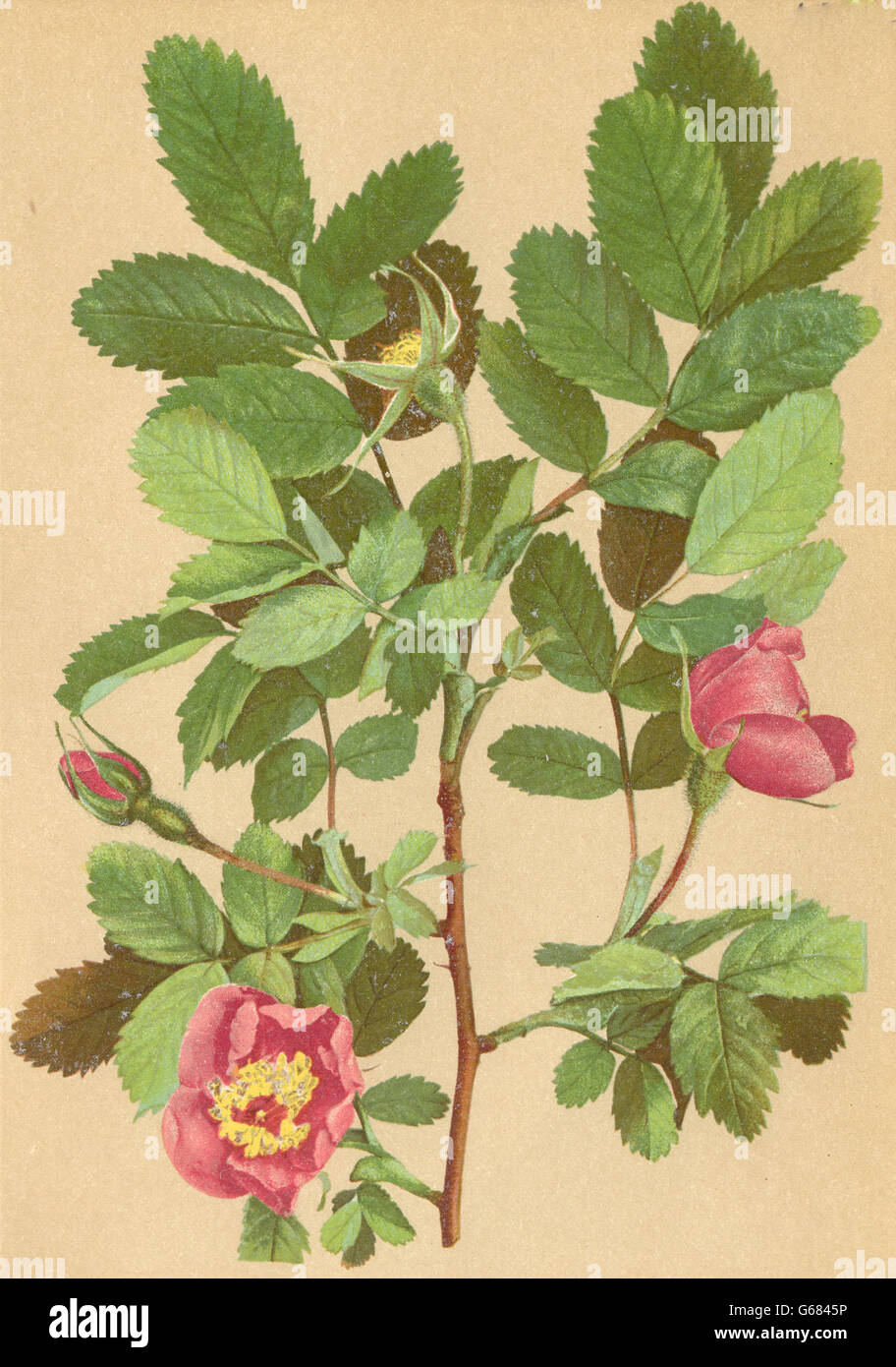 ALPENFLORA ALPINE FLOWERS: Rosa alpina L-Gebirgs-Rose, antique print ...