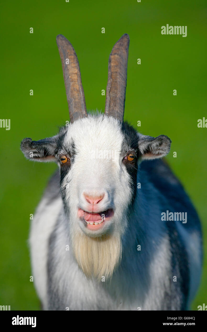 Portrait of a Pygmy Goat calling Stock Photo - Alamy