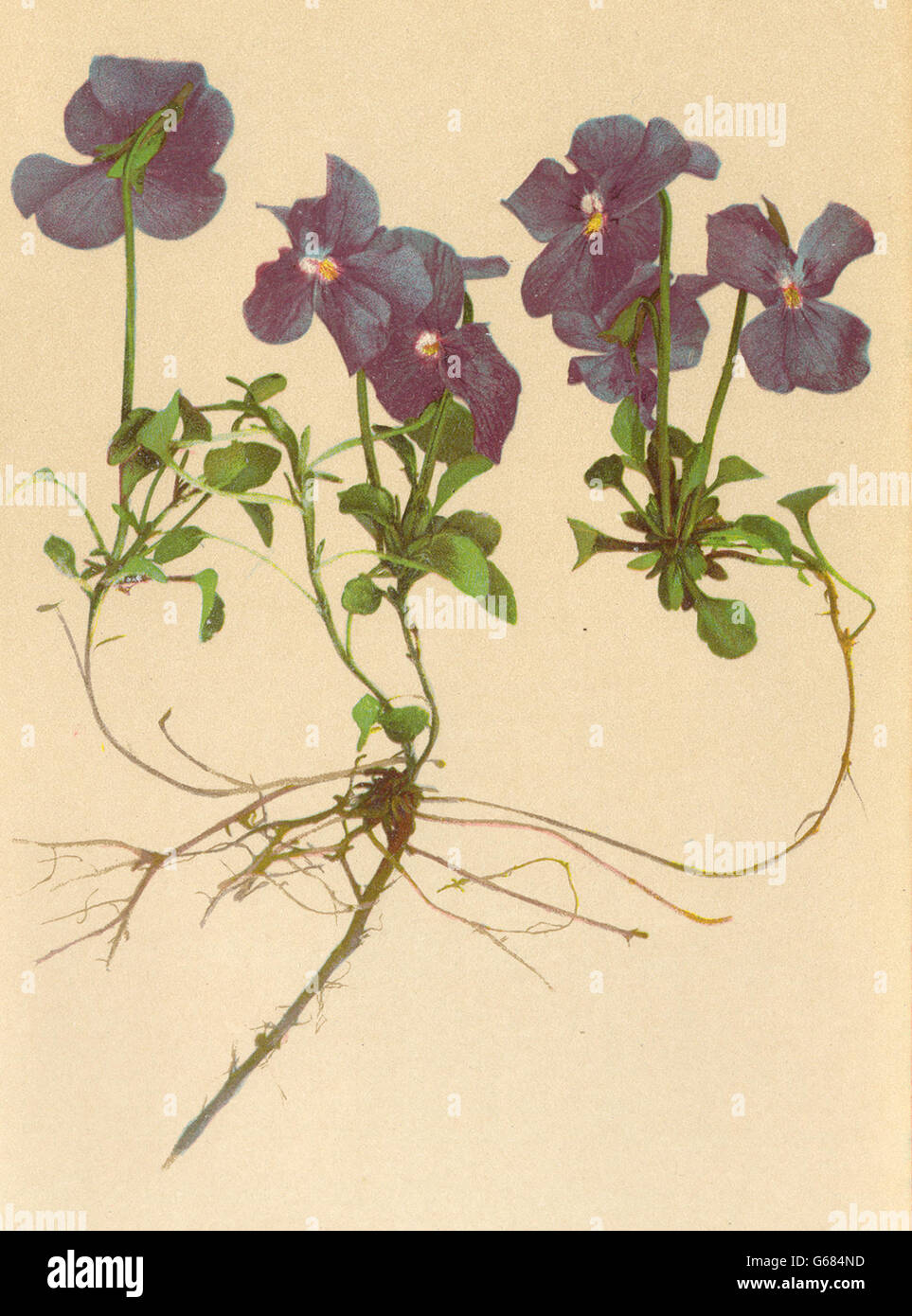 Veilchen hi-res stock photography and images - Alamy