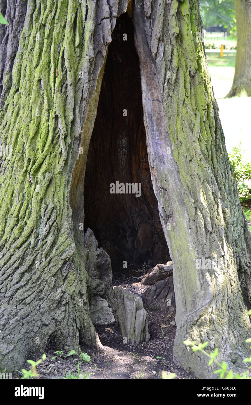 Hole in tree Stock Photo - Alamy