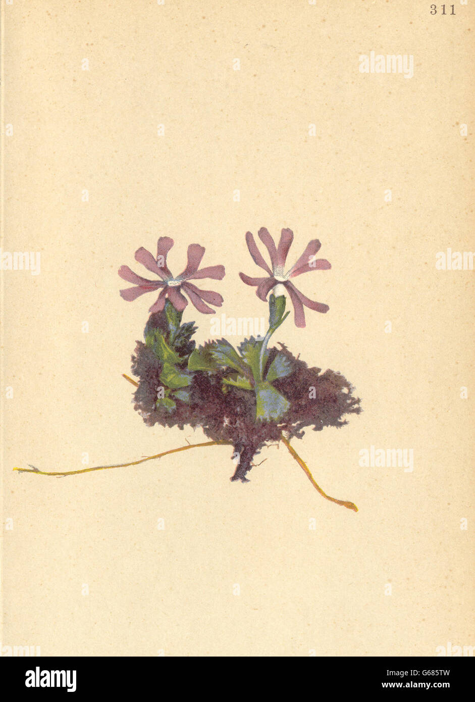 ALPENFLORA ALPINE FLOWERS: Primula minima L-Zwergprimel, antique print ...