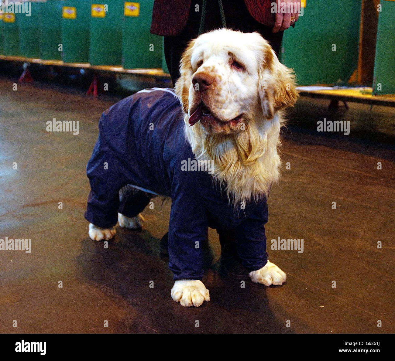 Worlds largest prestigious canine show hi-res stock photography and ...