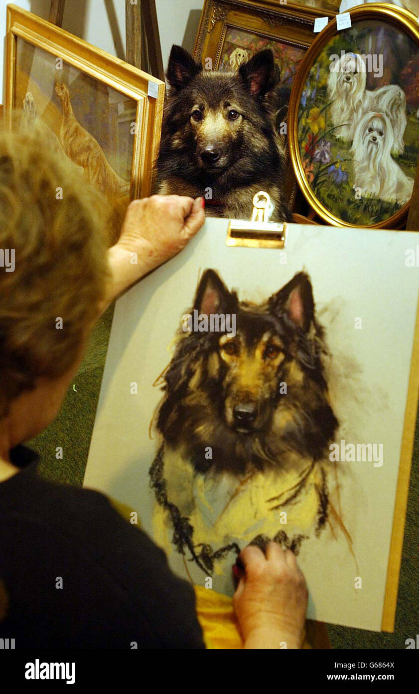 Haze sits for artist Julie Stooks before giving an obedience ...