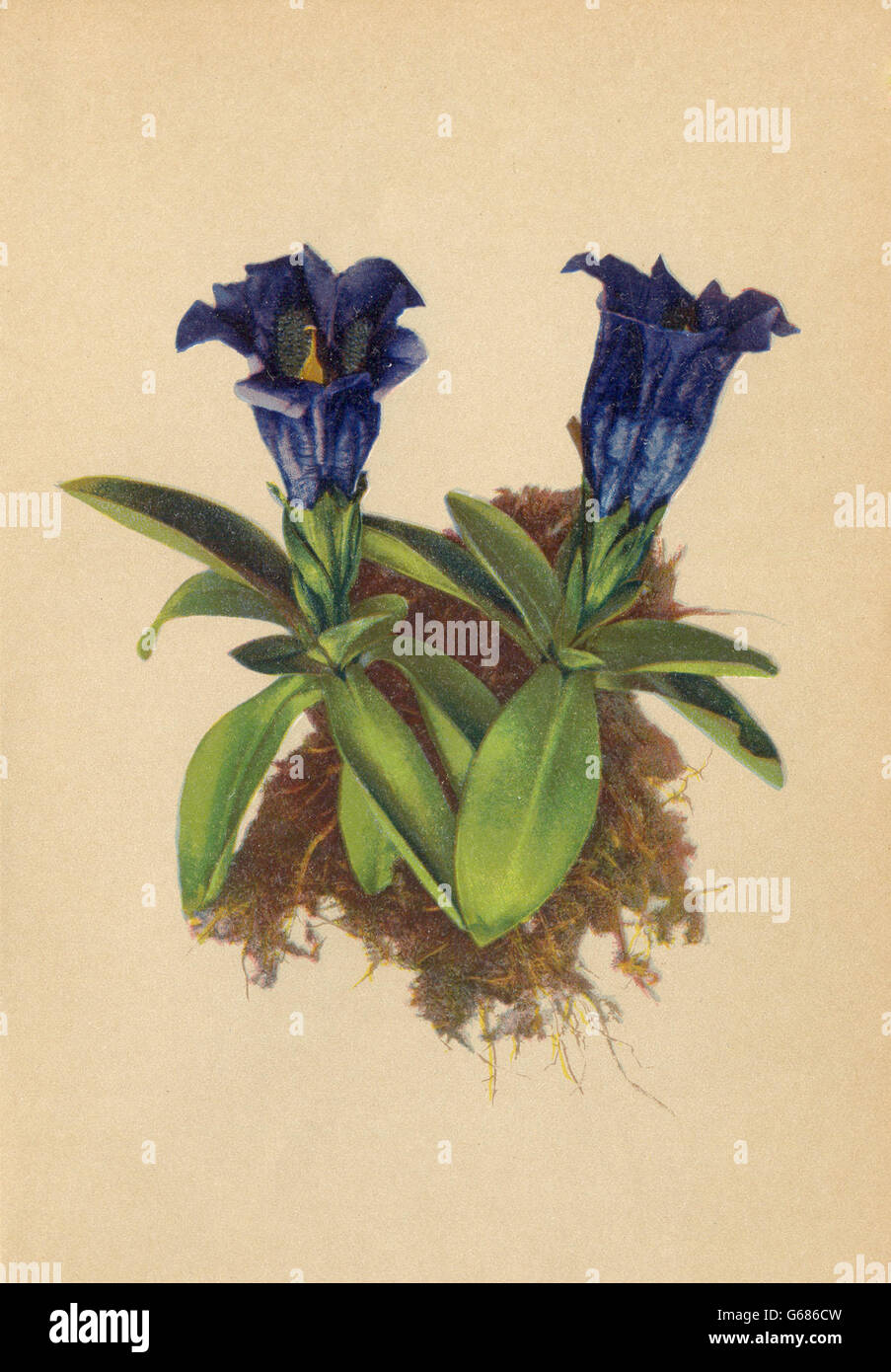 ALPENFLORA ALPINE FLOWERS: Gentiana acaulis L-Stengelloser Enzian ...