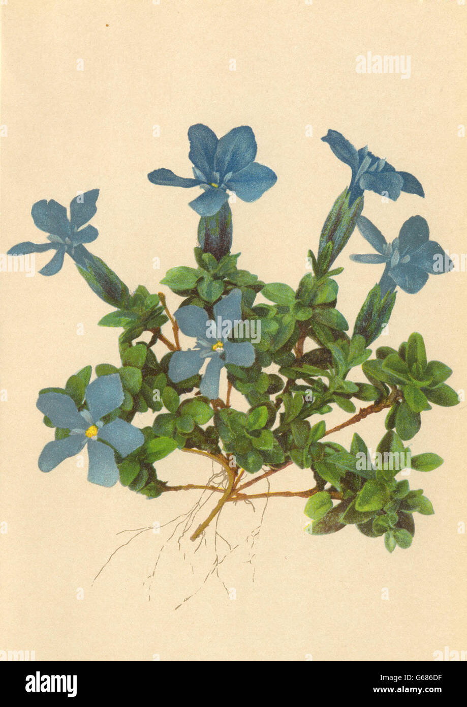 ALPENFLORA ALPINE FLOWERS: Gentiana brachyphylla Vill-Kurzblättriger ...
