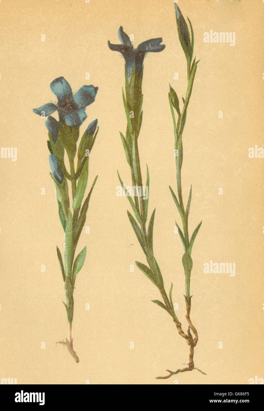 Ciliats hi-res stock photography and images - Alamy