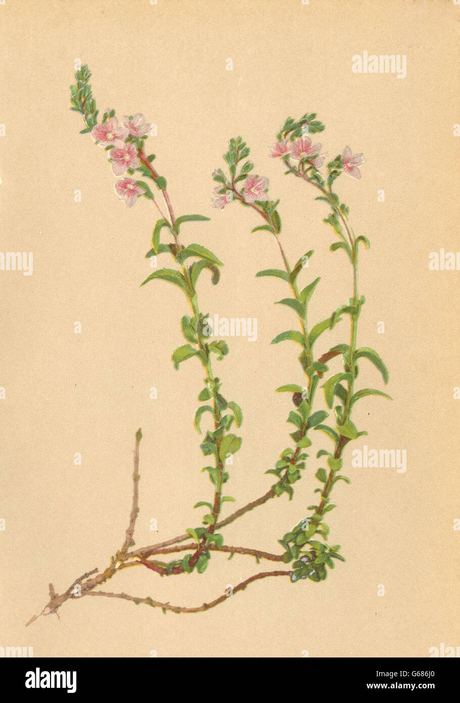 ALPENFLORA ALPINE FLOWERS: Veronica fruticolosa L-Rother Felsehrenpreis ...