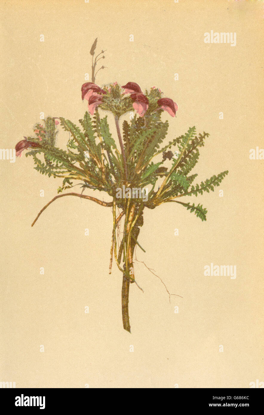 ALPENFLORA: Pedicularis asplenifolia Floerke-Streifenfarnblättriges ...