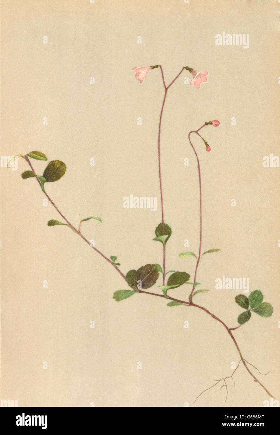 Erdkronchen hi-res stock photography and images - Alamy