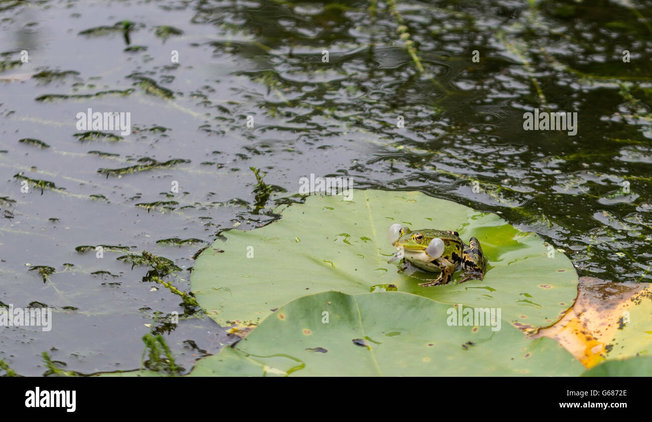 croaking green frog on a lily pad in water pond Stock Photo - Alamy