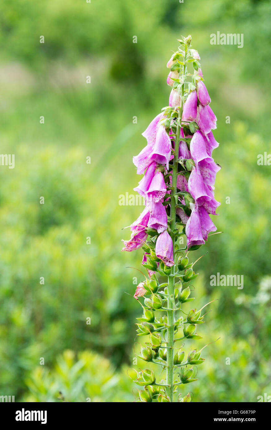 digitalis flower on green background in dutch nature Stock Photo - Alamy
