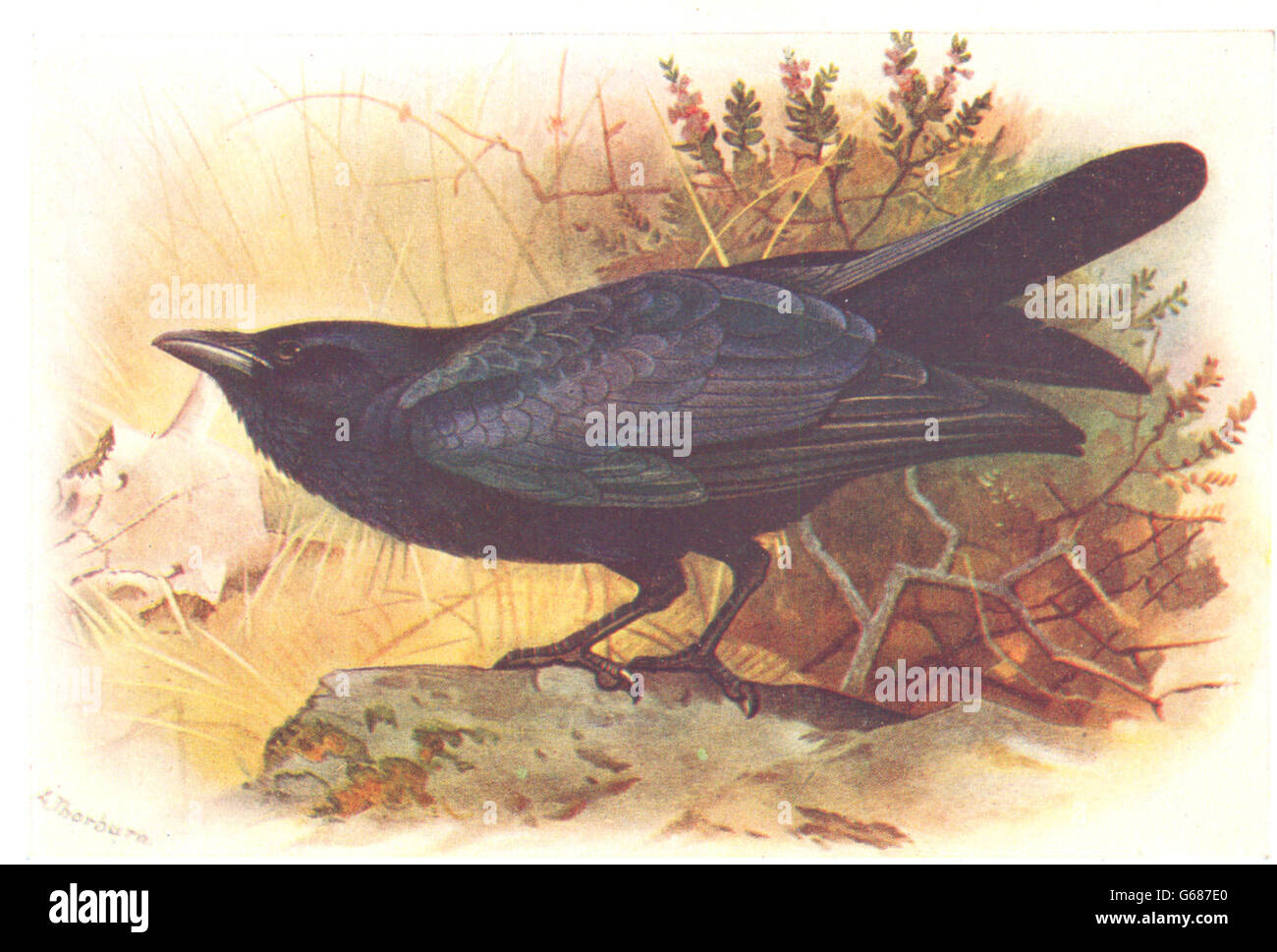 British birds raven thorburn vintage hi-res stock photography and ...
