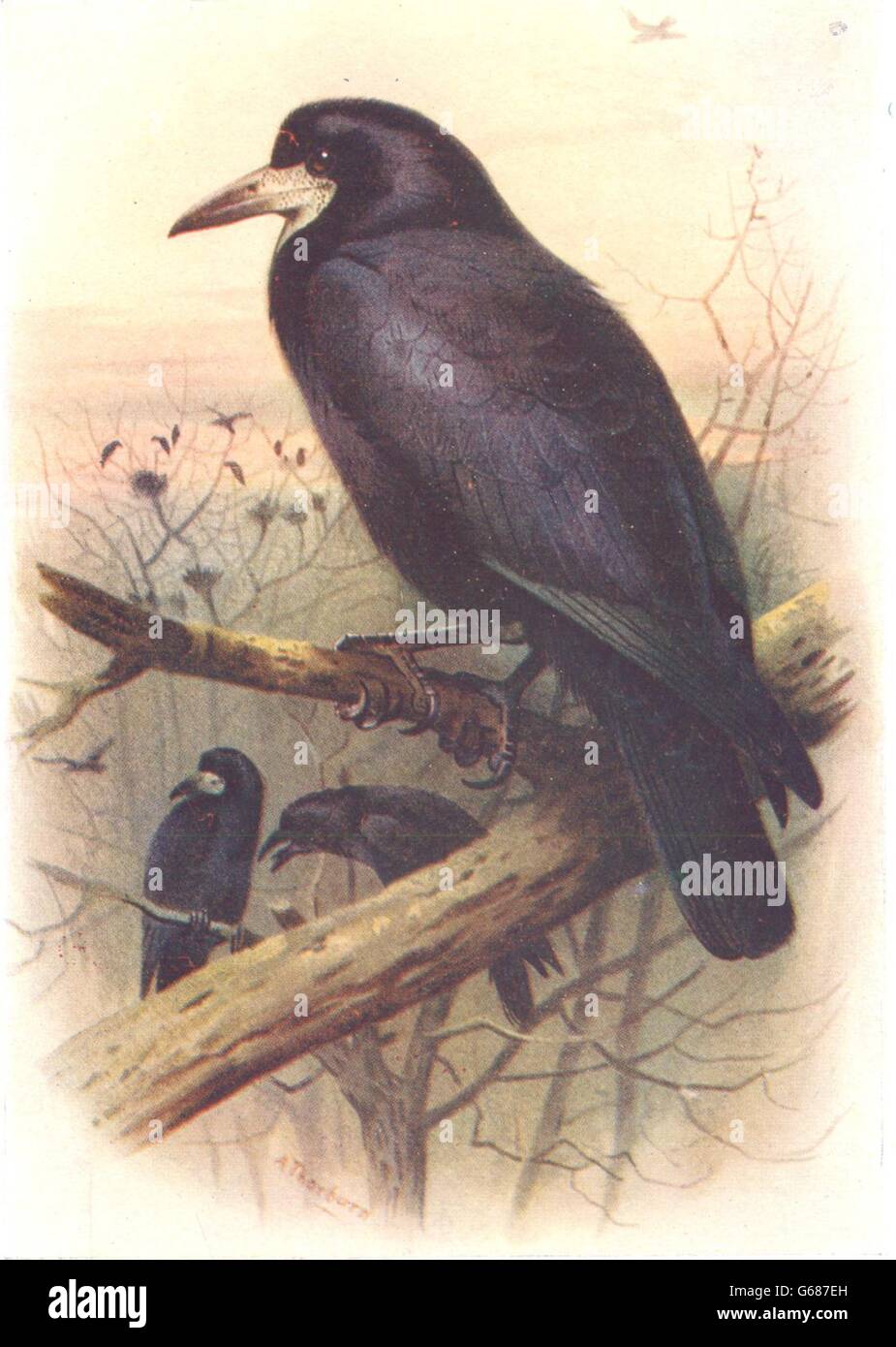 British birds illustrations hi-res stock photography and images - Alamy