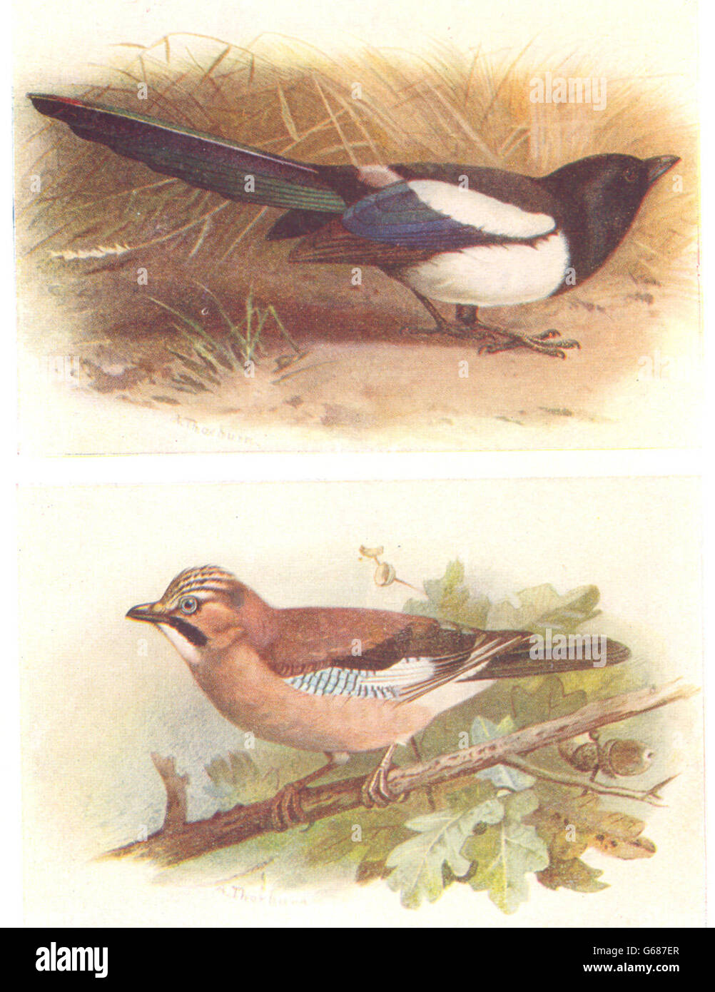 BRITISH BIRDS: Magpie; Jay. THORBURN, vintage print 1925 Stock Photo ...