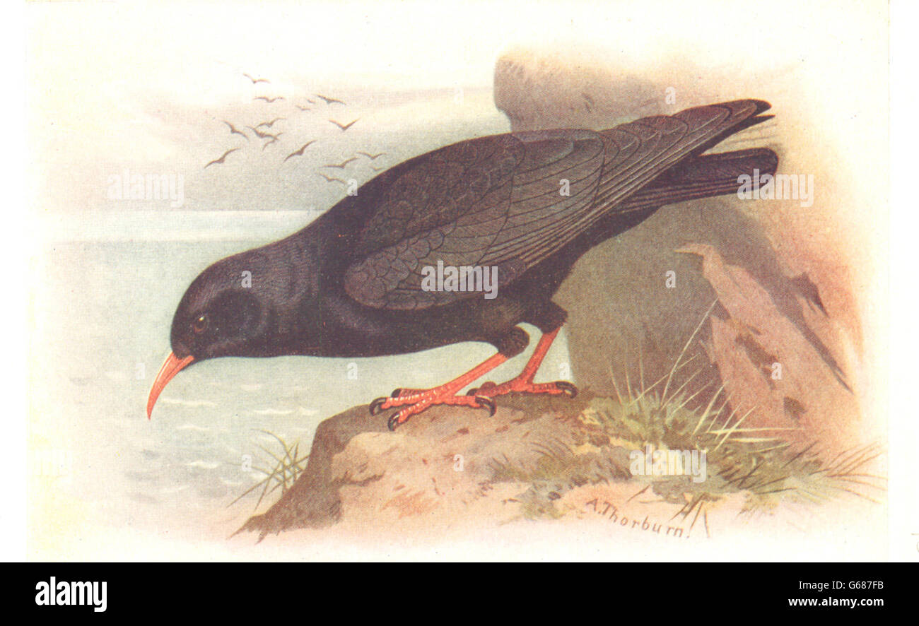 British birds illustrations hi-res stock photography and images - Alamy