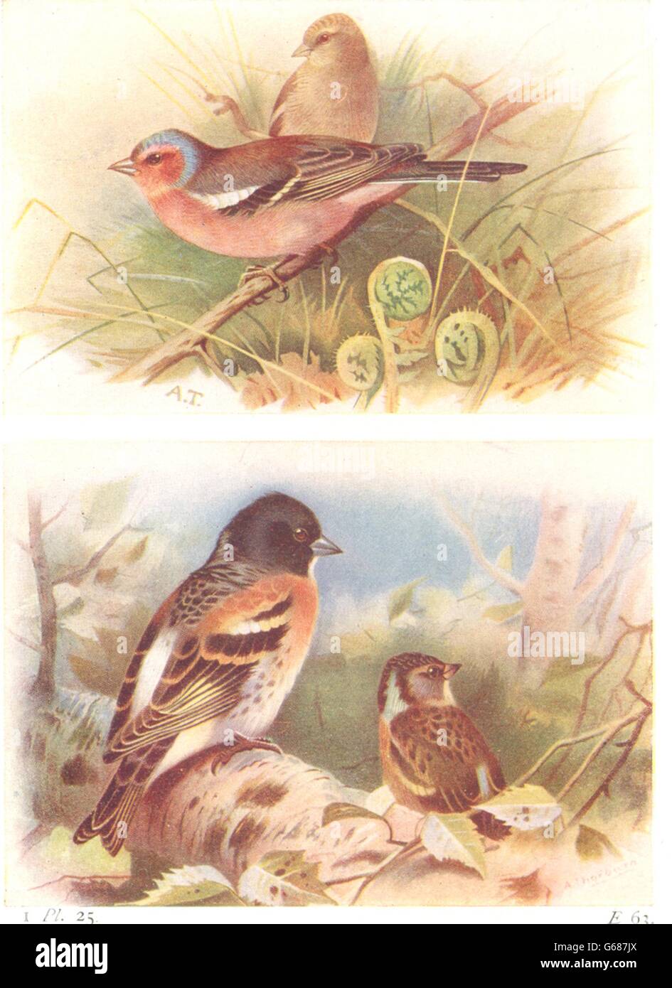 Chaffinch eggs hi-res stock photography and images - Alamy