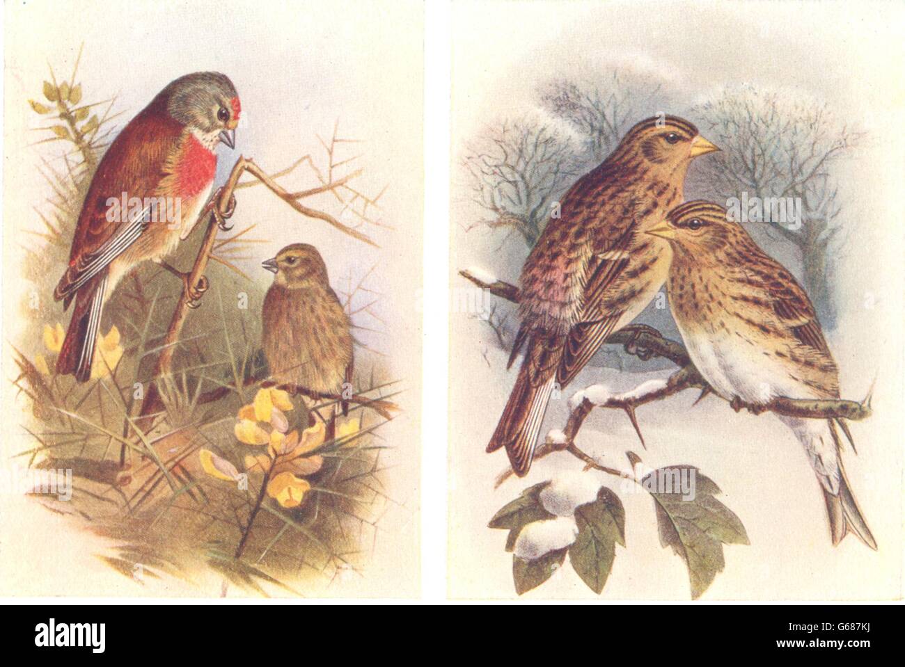 Archibald thorburn hi-res stock photography and images - Alamy