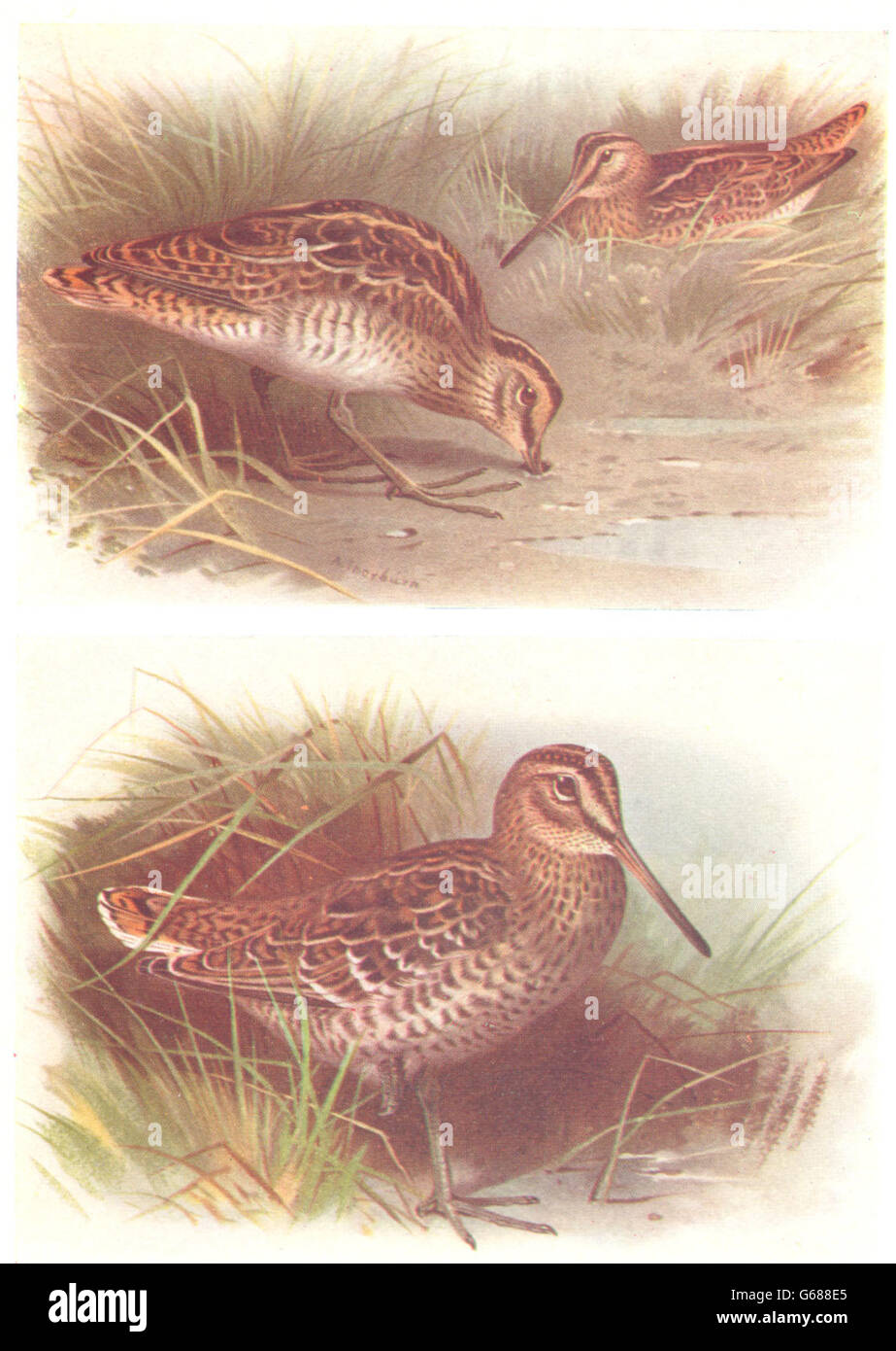 BRITISH BIRDS: Common Snipe; Great Snipe. THORBURN, vintage print 1925 ...