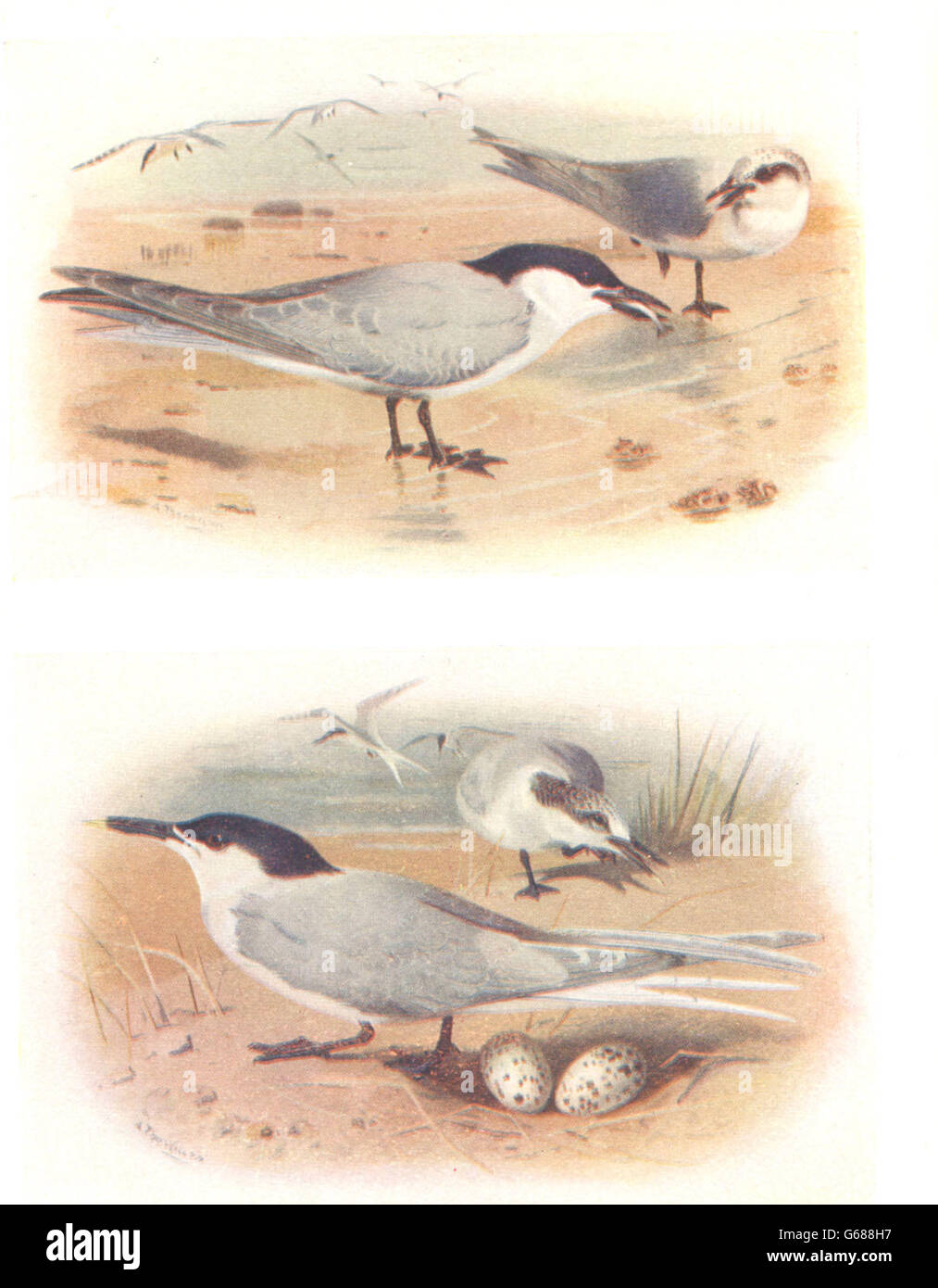 BRITISH BIRDS: Gull-billed Tern; Sandwich Tern. THORBURN, vintage print ...